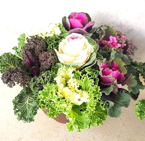 Amazon.co.jp: ITANSE 葉ボタン寄せ植え 鉢色:ダークブラウン 6号1個売り【品種で選べる花苗】様々な葉牡丹を集めました : DIY・工具・ガーデン