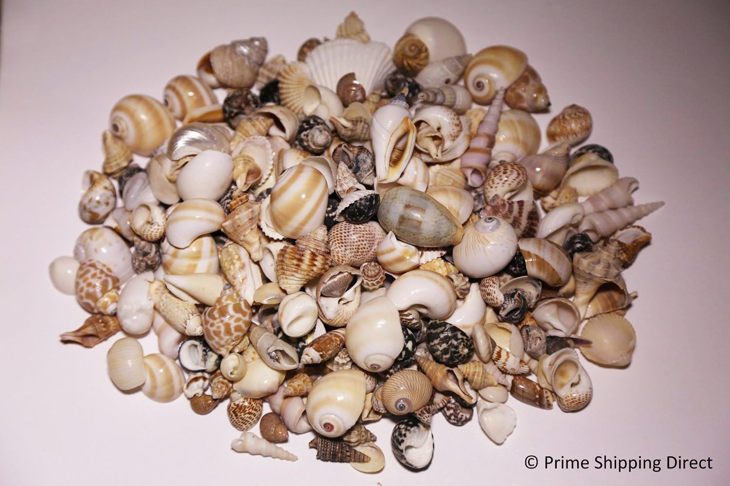Baby Key West Seashells (One Pound - 1 Inch Shell Avg) : Amazon.ca: Home