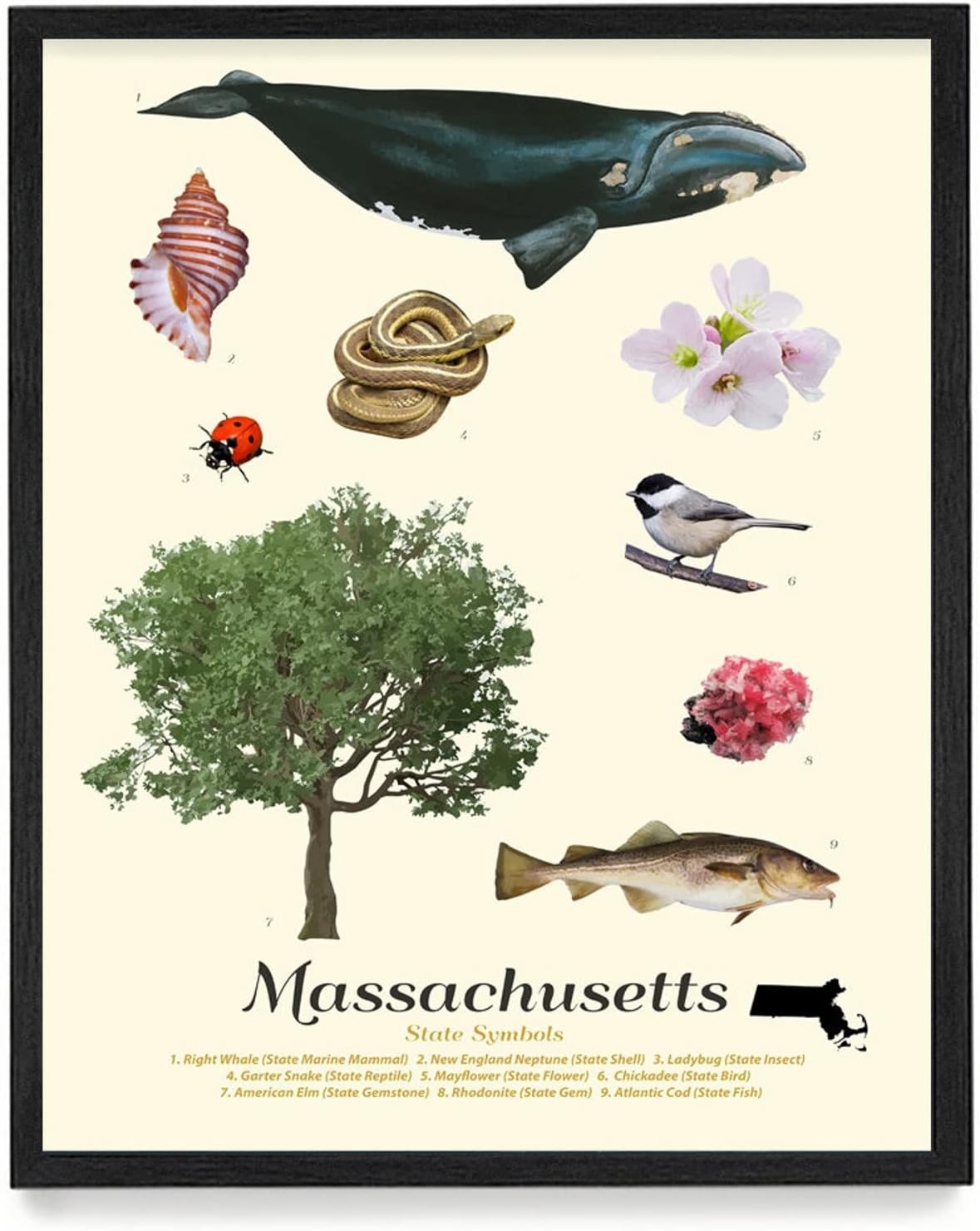 Amazon.com: WUNDERKAMMER STUDIO - Massachusetts State Symbols Poster ...