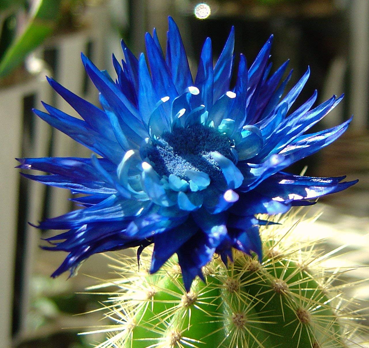 Blue Cactus Flower Myrtillocactus Geometrizans (Blue Candle)