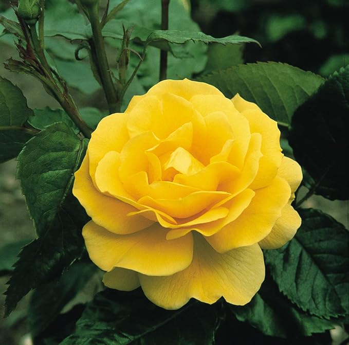 GoGreen Camelia Cameliya flower plant Camellia japonica Kaimelia ...