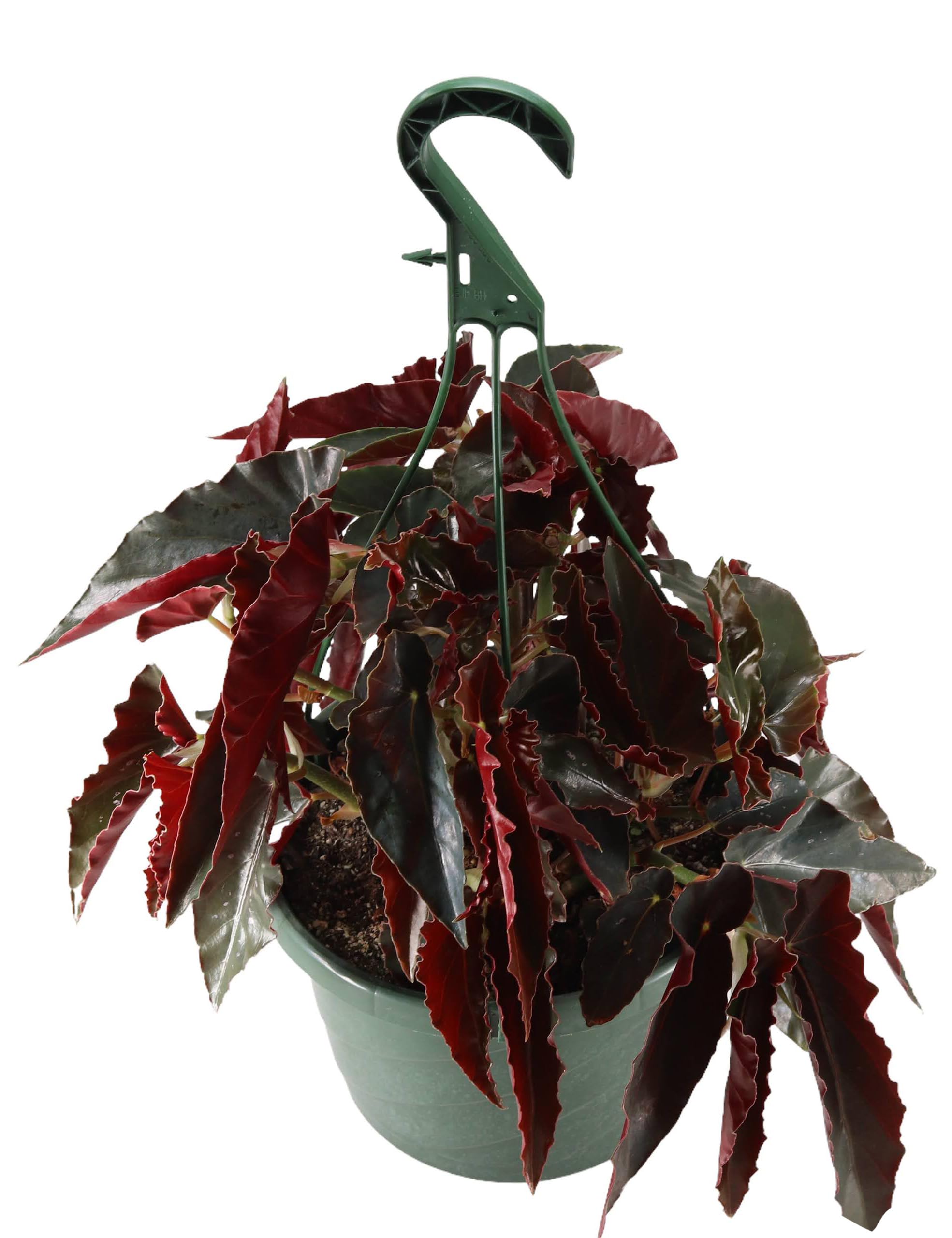 Amazon.com : Generic FlowerPotNursery Angel Wing Torch Red Begonia ...
