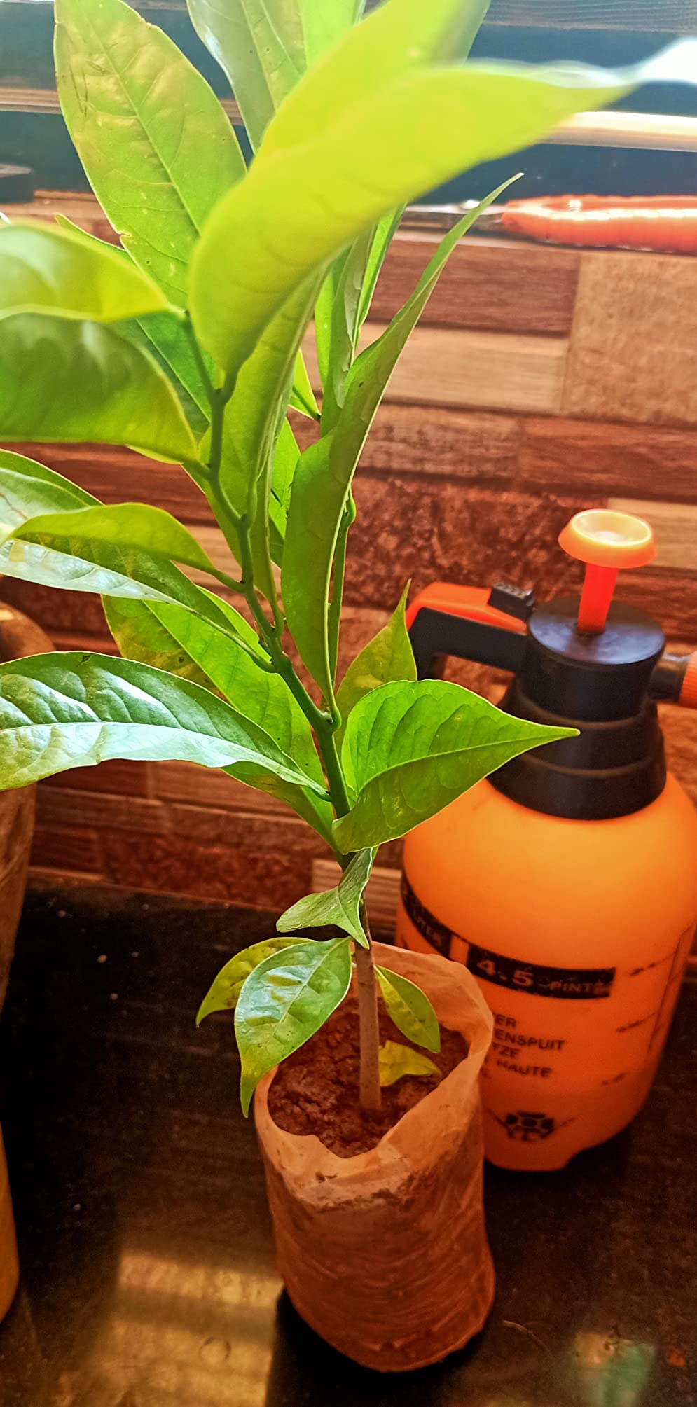 Plantsworld Hirwa Chafa Live Plant : Amazon.in: Garden & Outdoors