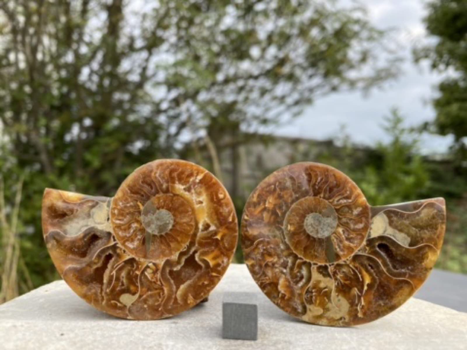Buy SilverGeo Polished Fossilised Ammonite Fossil Cretaceous Madacar ...