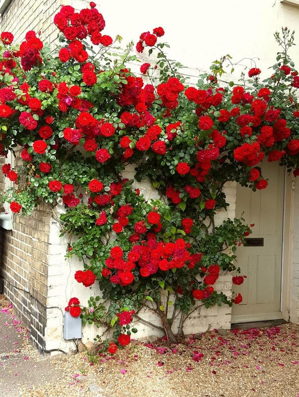 Ritz Farming® Imported climbing rose flower seeds | dark red climbing ...