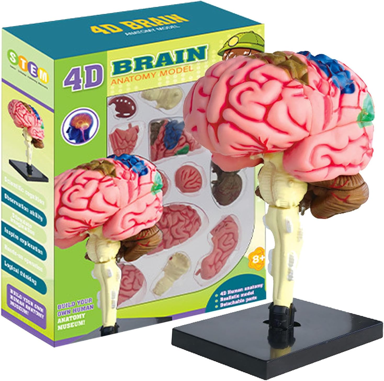 Wpsagek Human Brain Model | Anatomical Model Teaching Brain Model With ...