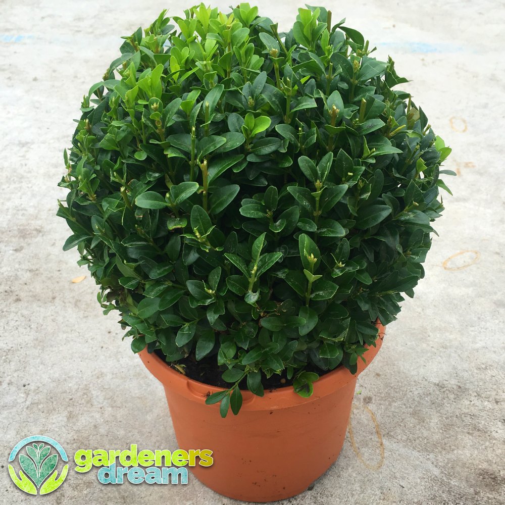 GardenersDream® Real 20cm Evergreen Buxus Ball Plant Sempervirens ...