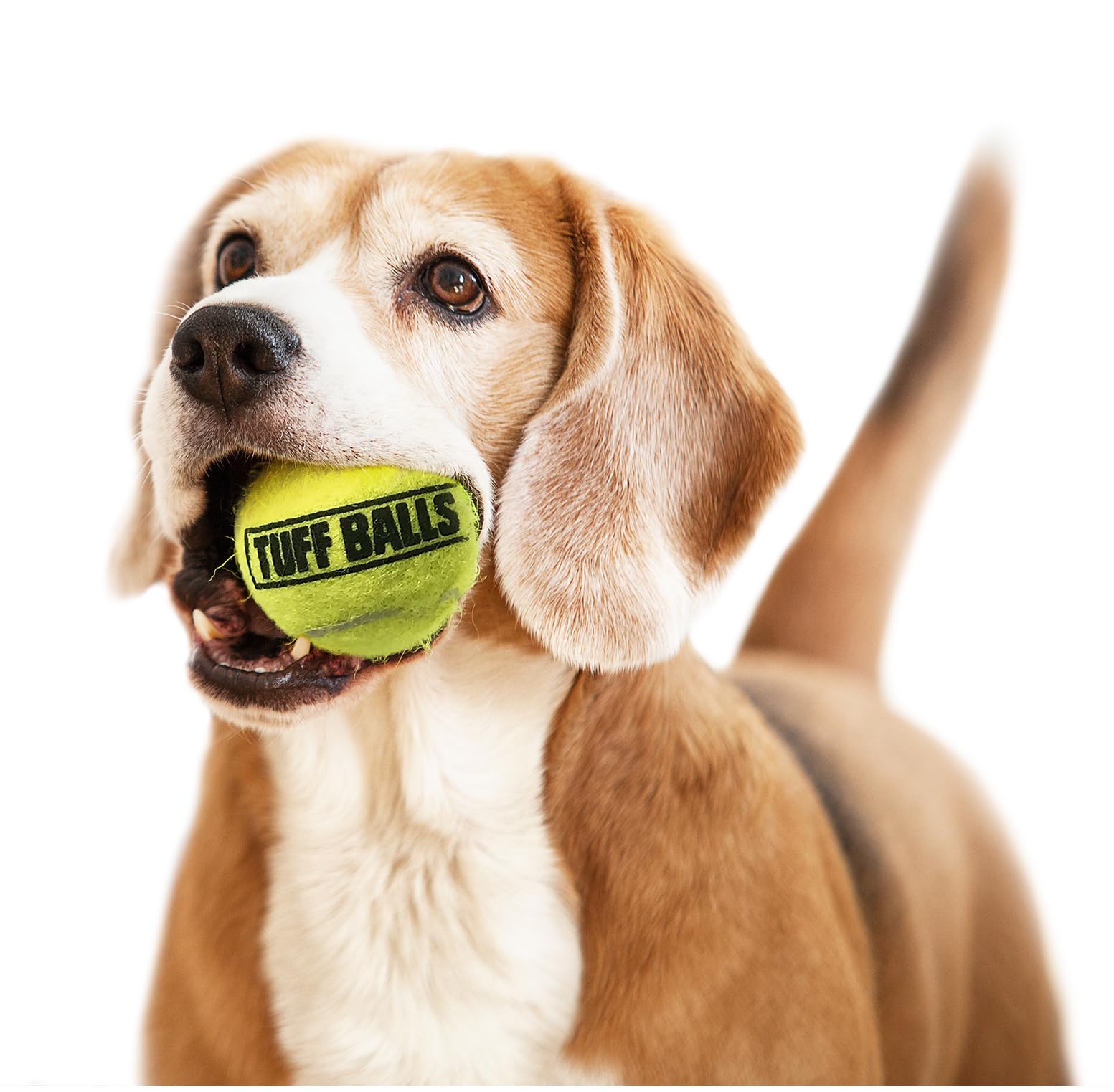 Snapklik.com : PetSport Yellow Tennis Ball Dog Toys 6 Pack Medium