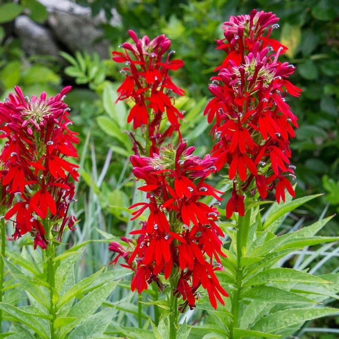 Amazon.com : 200+Perennial Red Cardinal Flower Seeds for Planting ...