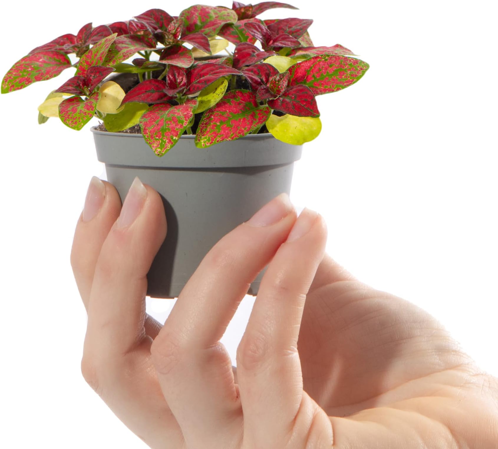 Baby Purple Velvet Plant - Gynura Auranti Indoor Houseplant in 6cm Pot ...