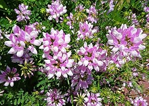 Amazon.com : 500 Crown Vetch Seeds for Planting - Coronilla Varia ...