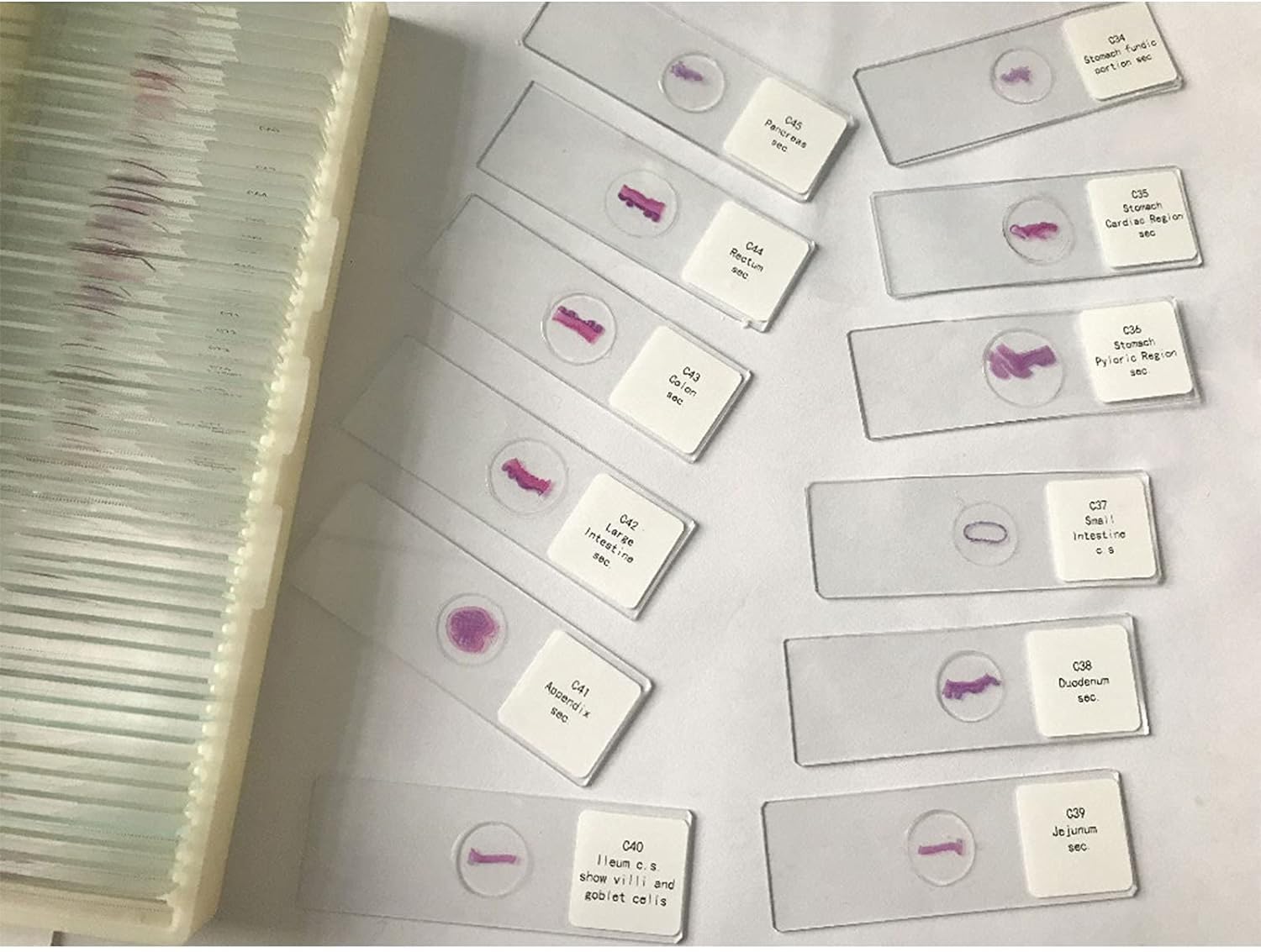 Histology Slides 100 Set Medical - Typical Tissue Samples For ...