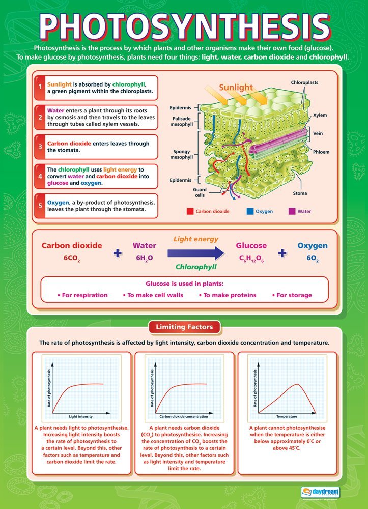 Buy Photosynthesis | Science s | Gloss Paper measuring 850mm x 594mm ...