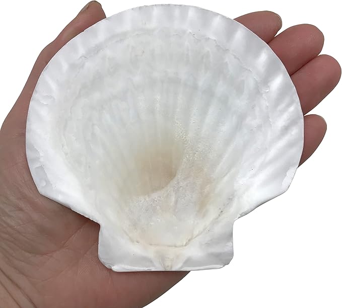 Amazon.com: PEPPERLONELY 8 PC Large Great Scallop Sea Shells, Irish ...