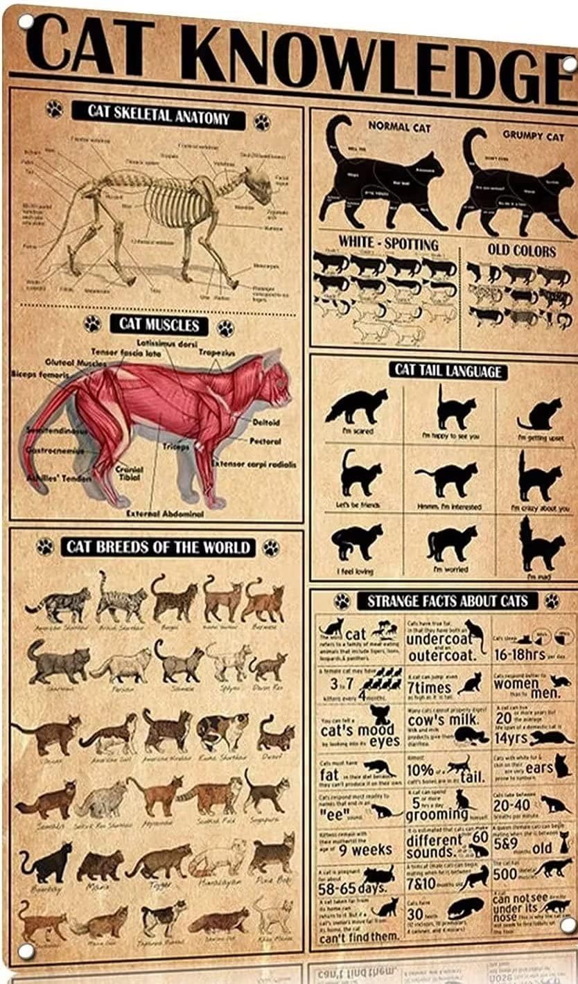 Amazon.com: Cat Knowledge Vintage Metal Tin Sign Anatomy & Muscles ...