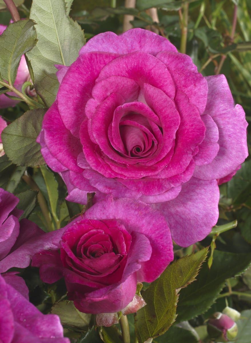 'Climbing Violette Parfumée' (R), Kletterrose im 4-Liter-Container ...