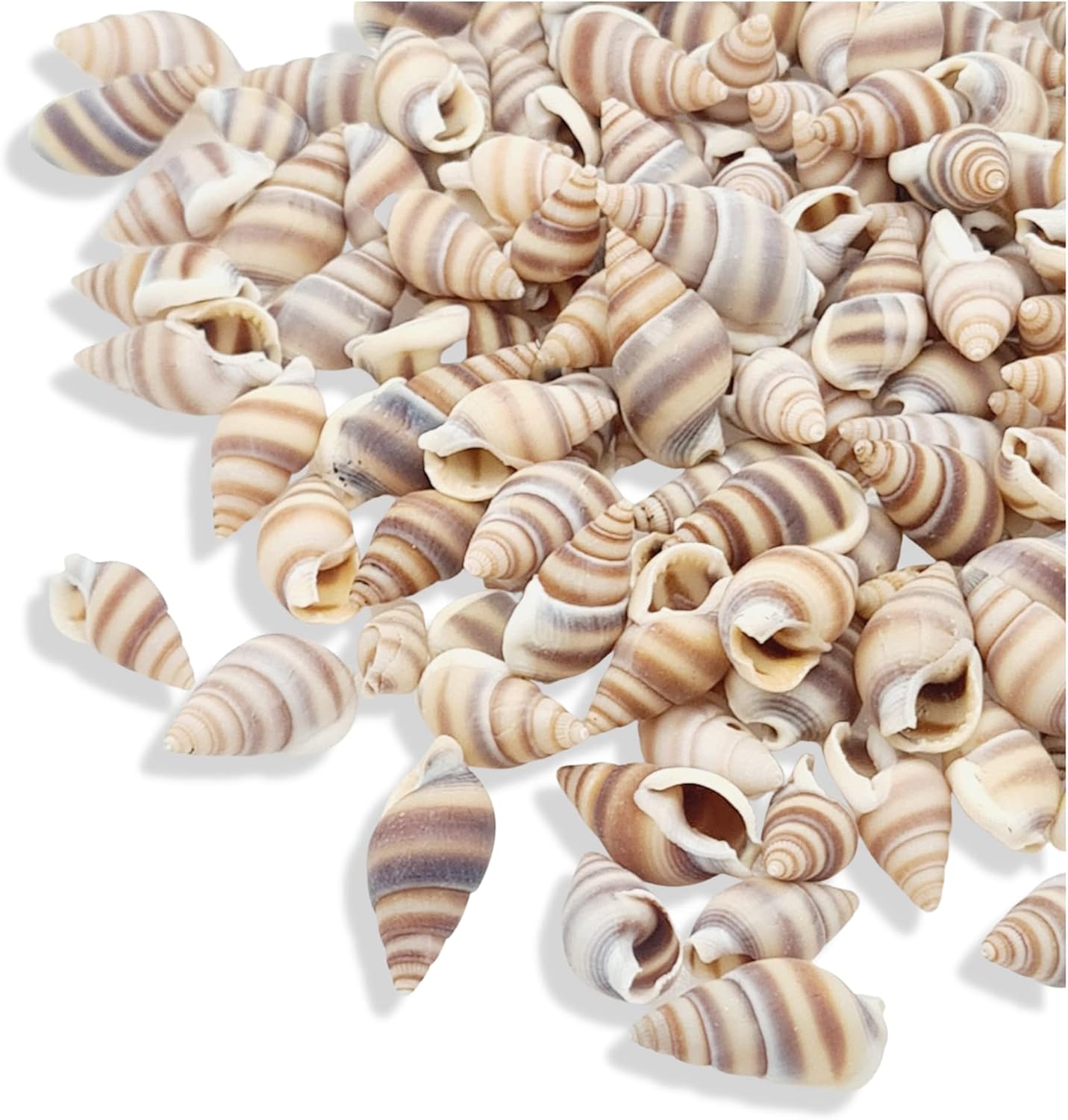 Real Seashells Beach Wedding Confetti - 75g + #G Box - Approx. 200 ...
