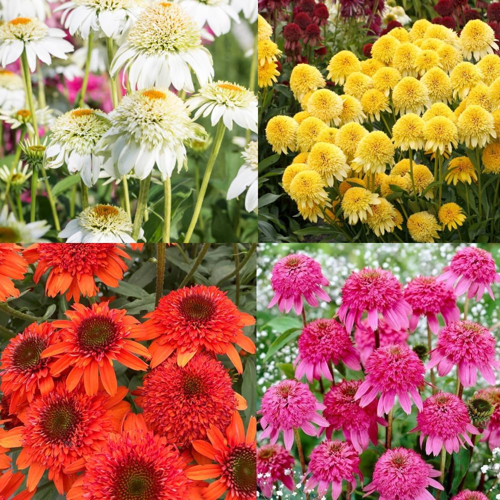 Amazon.com : 1000+ Double Echinacea Coneflower Seeds for Planting ...