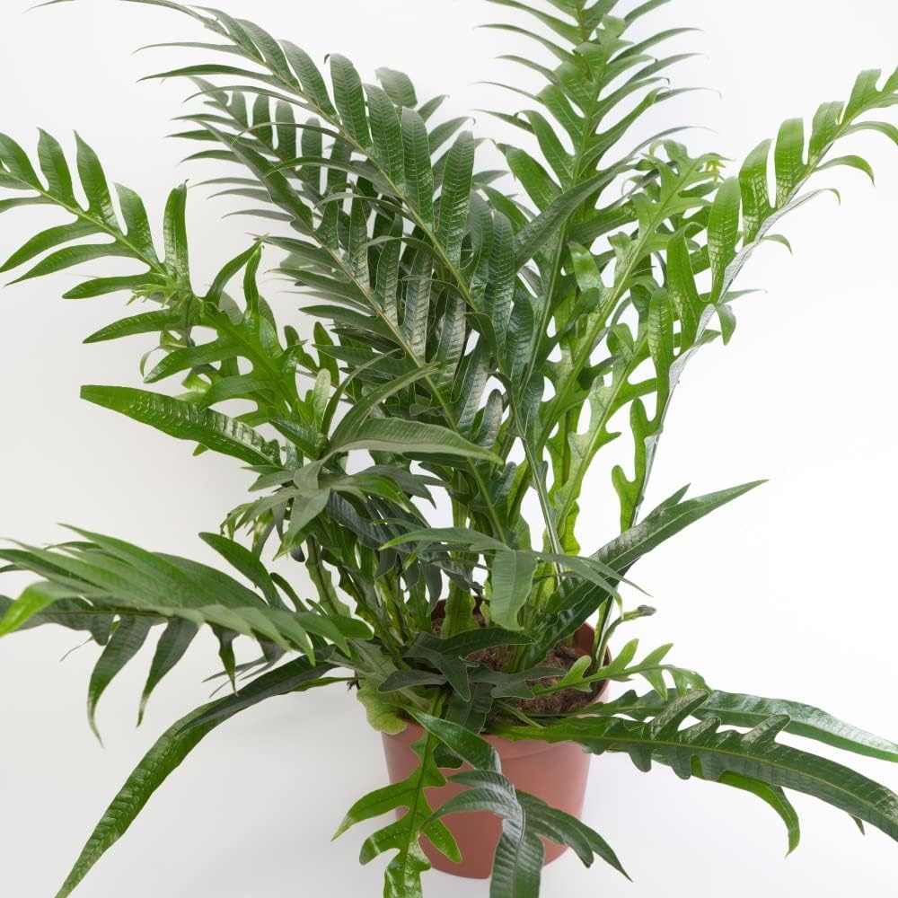 Snake Leaf Basket Fern Popular Houseplant Aglaomorpha coronans On Trend ...