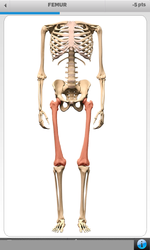 Skeleton Games Anatomy
