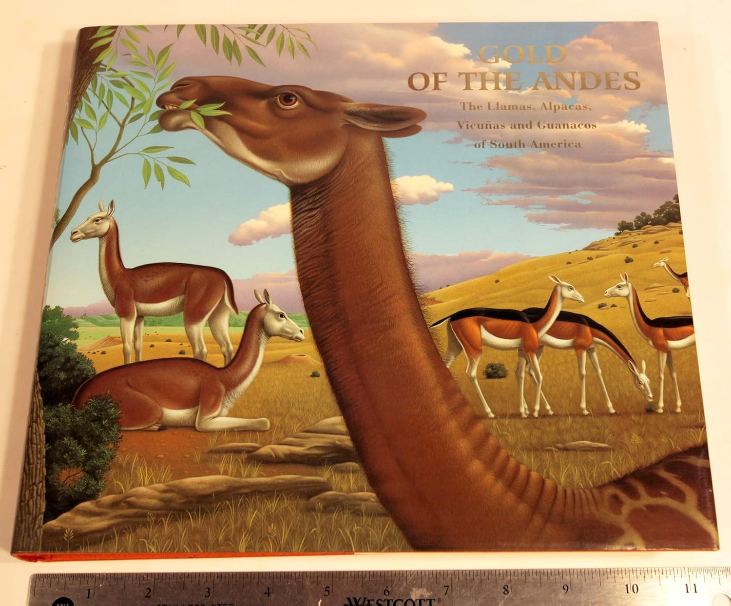 Gold of the Andes - The Llamas, Alpacas, Vicuñas and Guanacos of South ...