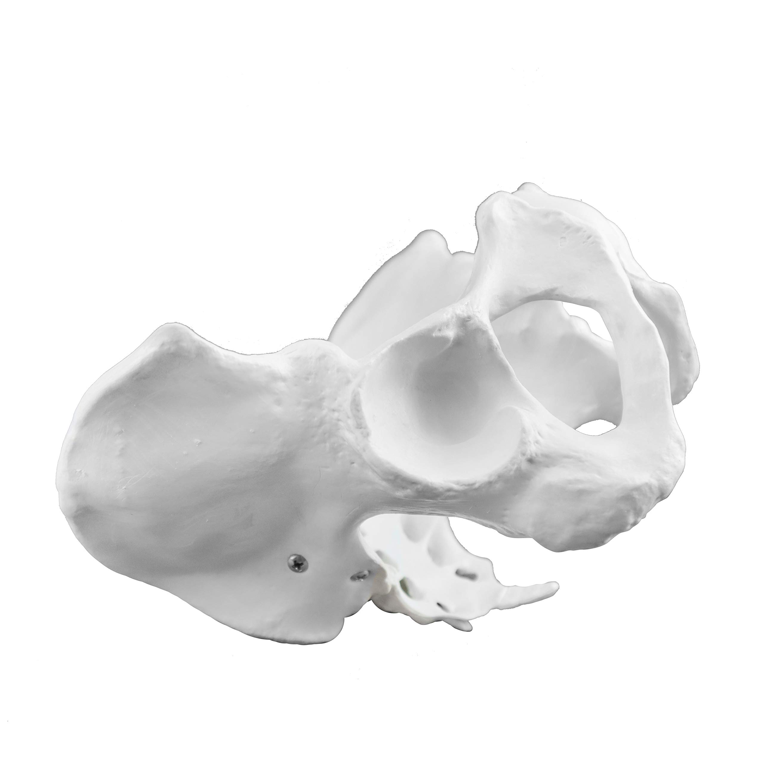 Buy Vision Scientific VAP217 Female Pelvis with 4th & 5th Vertebrae ...