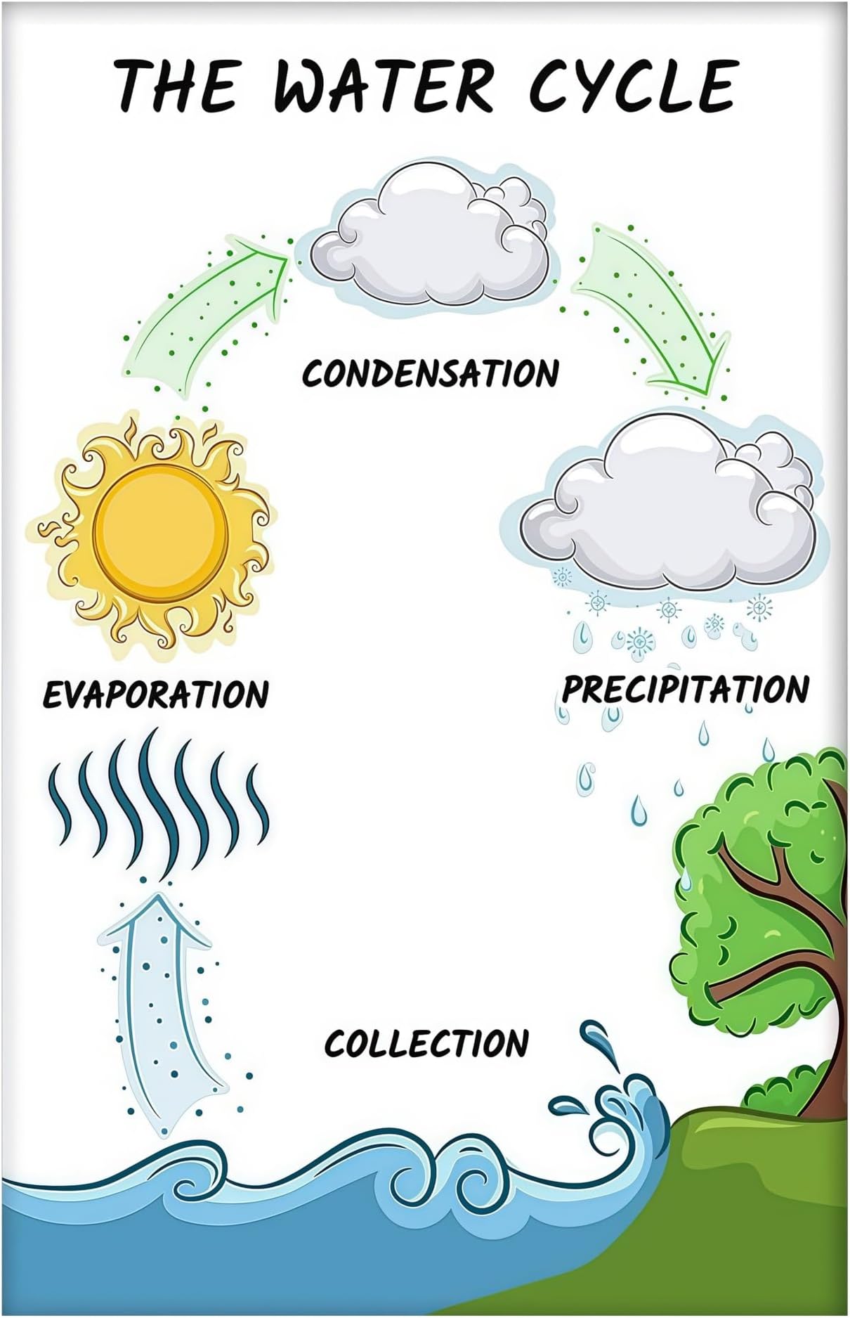 Water Cycle Science Poster Educational Wall Chart For Classroom Decor ...