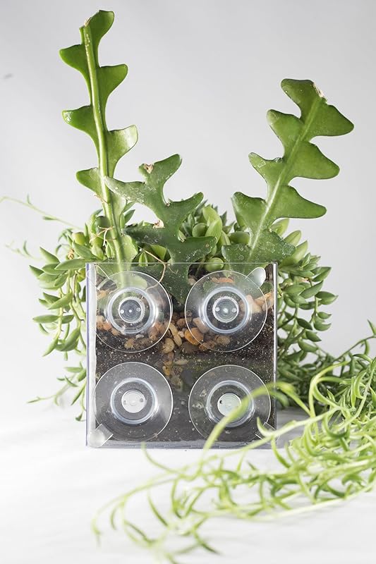 Amazon.com: Revolutionary 4" Suction Cup Window Planter - Brilliantly ...
