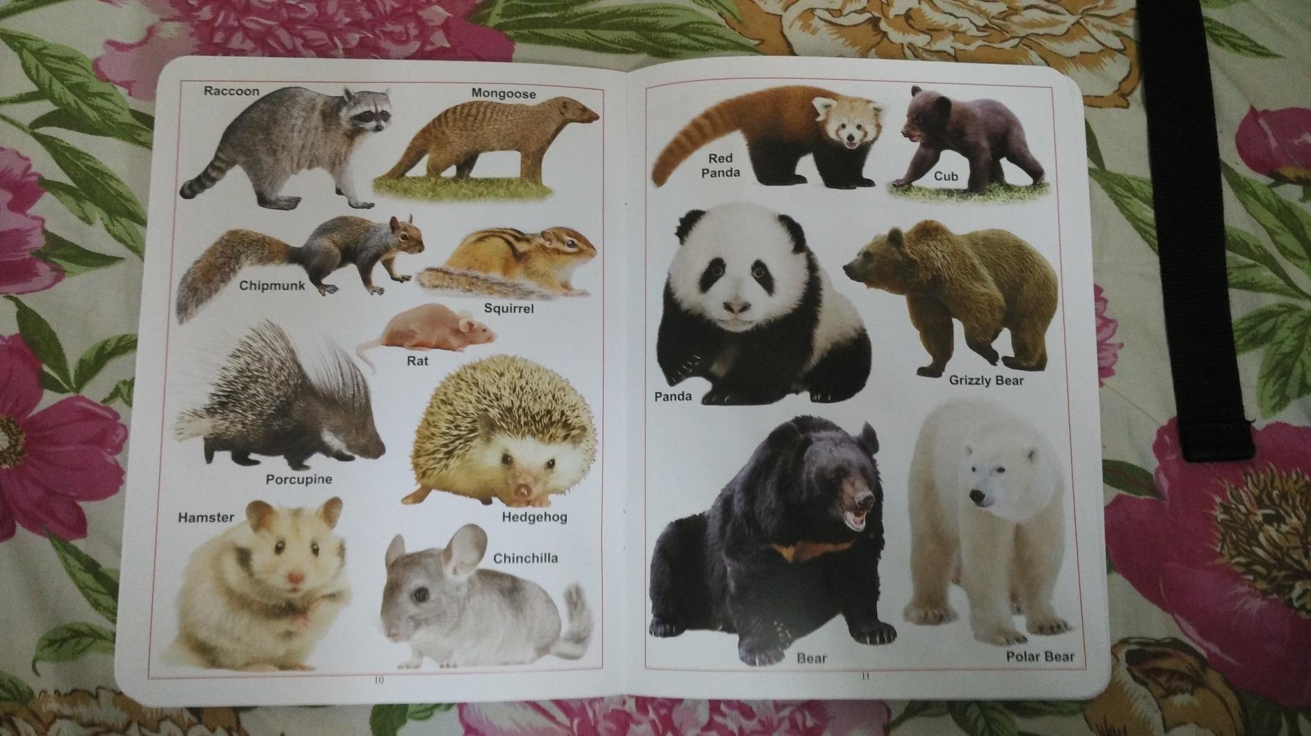 Buy Baby Animals Book Book Online at Low Prices in India | Baby Animals ...