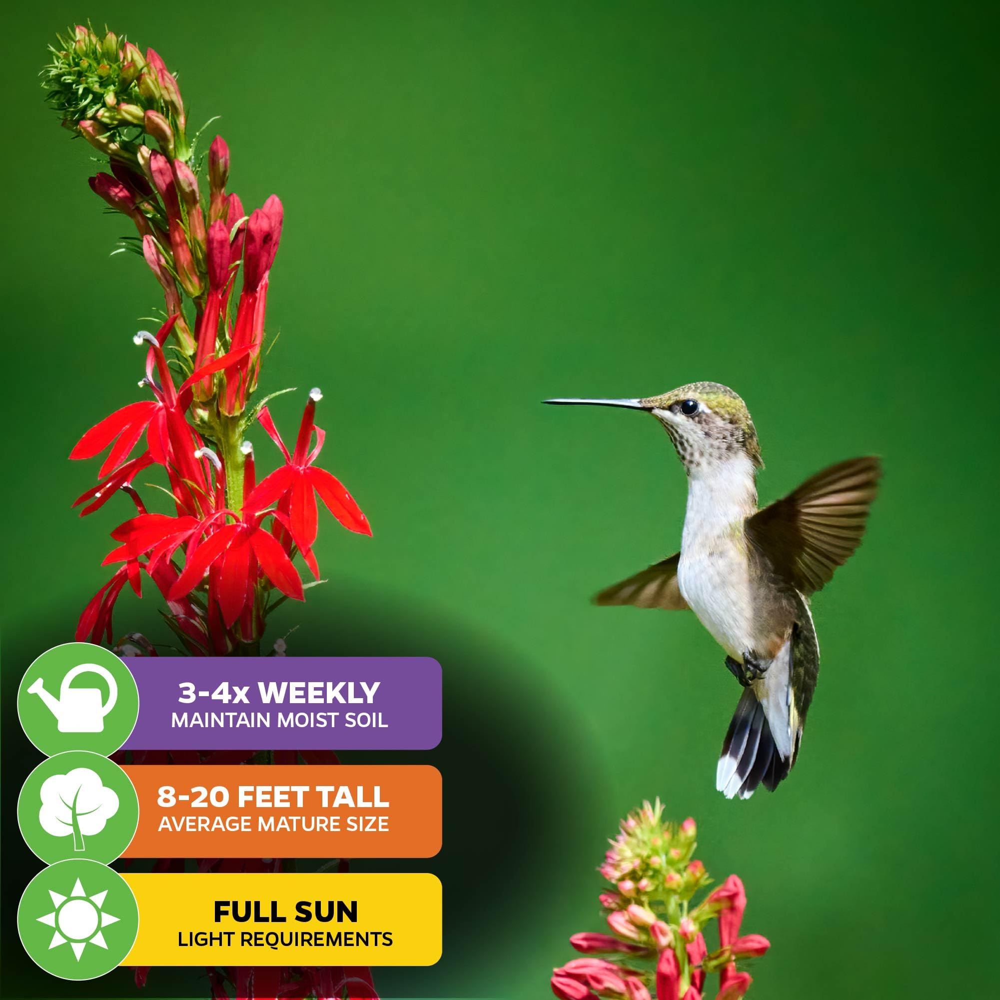 Lobelia Cardinalis Hummingbird 14 Hummingbird Cardinal Flower Stock