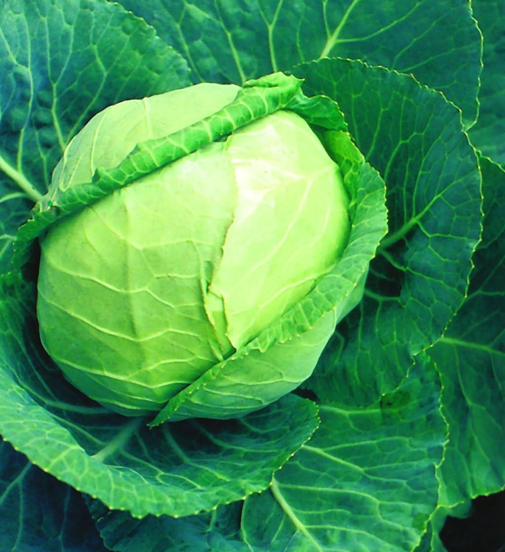 Amazon.com : Organic Early Round Dutch Cabbage 30 Seeds #1102 Item Upc ...