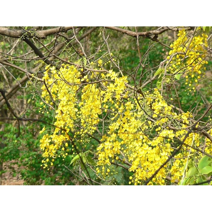 Buy Indiana Herbalife Amaltas Golden shower tree Indian Laburnum Cassia ...