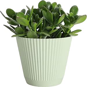 Amazon.com : Thorsen's Greenhouse Jade Plant, Live Indoor Plant, Lucky ...