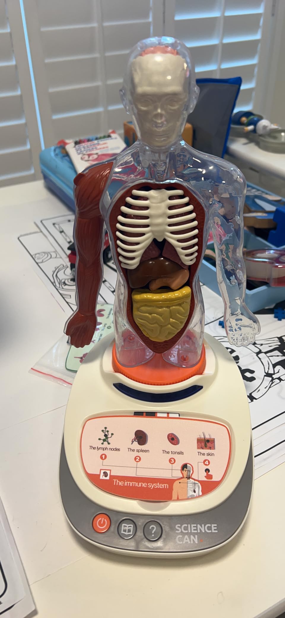 Human Body Anatomy Toy For Kids 11 Inch Realistic Anatomical Assembly ...