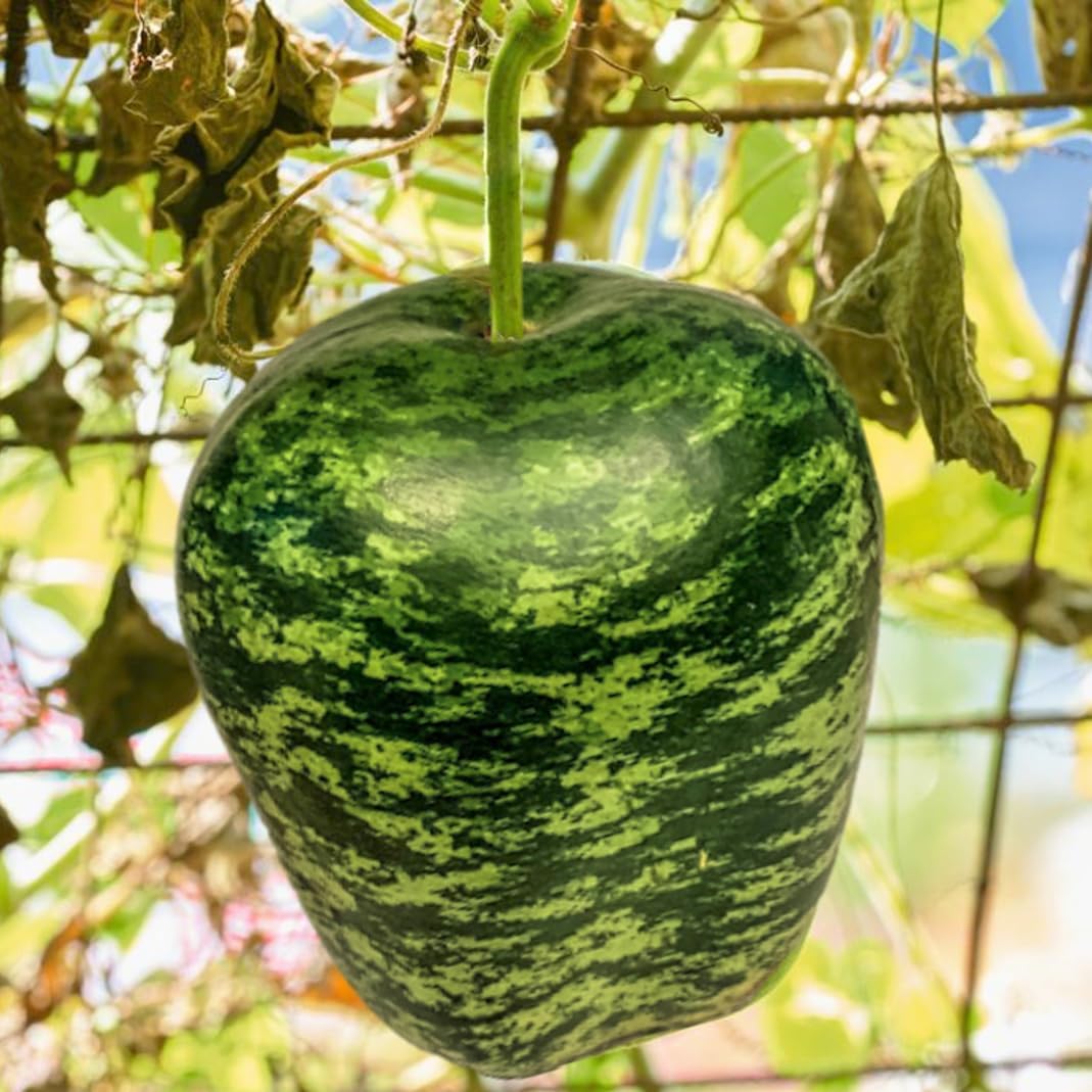 Amazon.com : TomorrowSeeds - Apple Gourd Seeds - 20+ Count - for 2025 ...