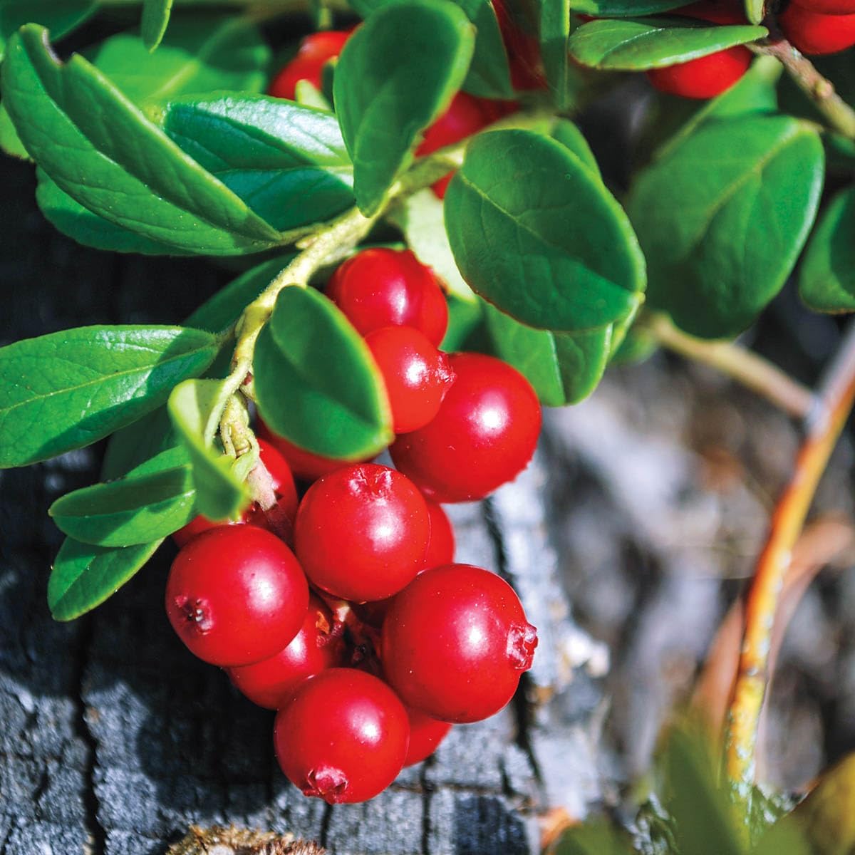 Amazon.com : GURNEY'S - Red Candy Lingonberry Bush Dormant Bare Root ...
