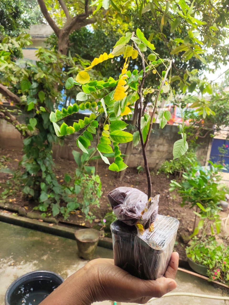 SS TRADING COMPANY Grafted Star Fruit Live Plant Carambola Tree Live ...