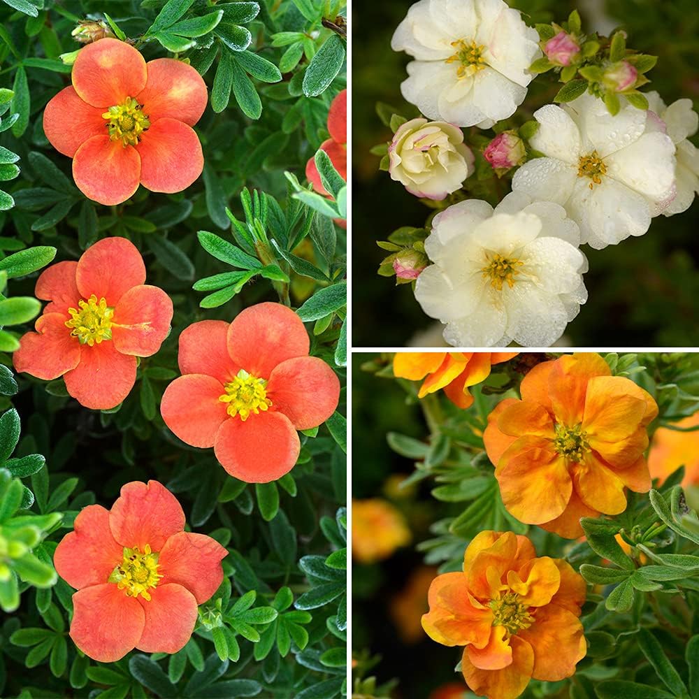 YouGarden Potentilla Collection, Set of Three Established Plants in 9cm ...