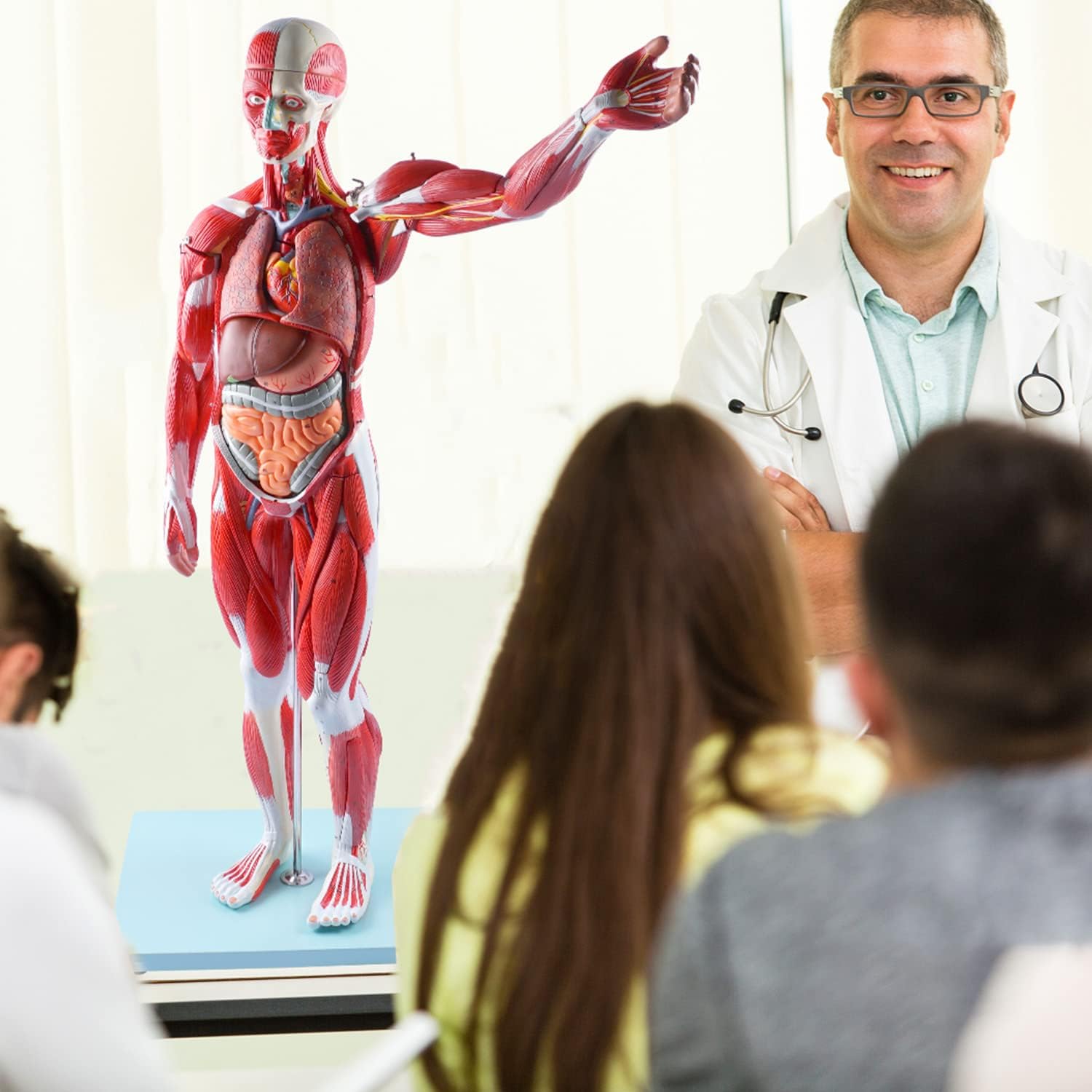 breesky Human Muscle and Organ Model, 27-Part Half Philippines | Ubuy