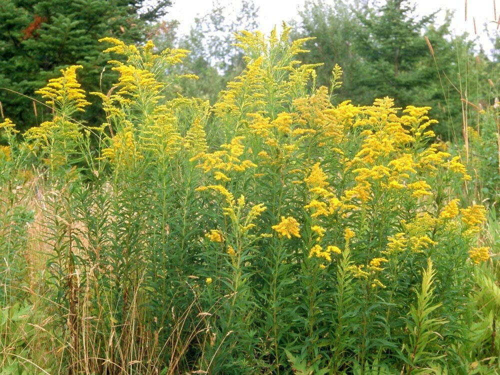 Golden Rod