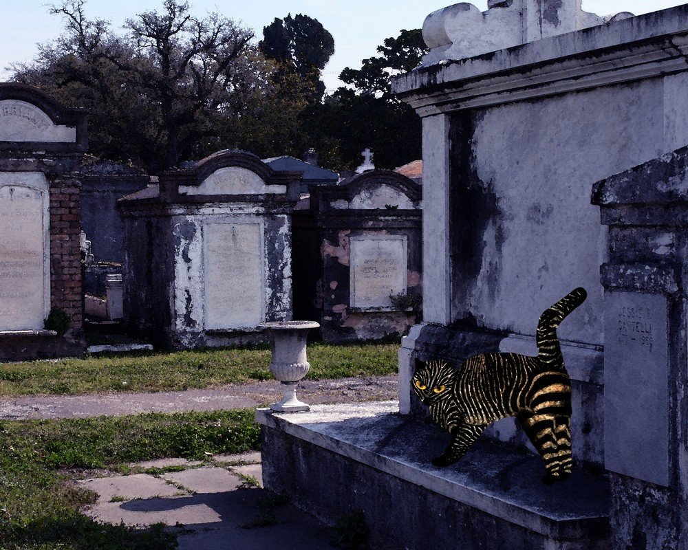 Amazon.com: Black Zebra Cat in the New Orleans Graveyard : Handmade ...