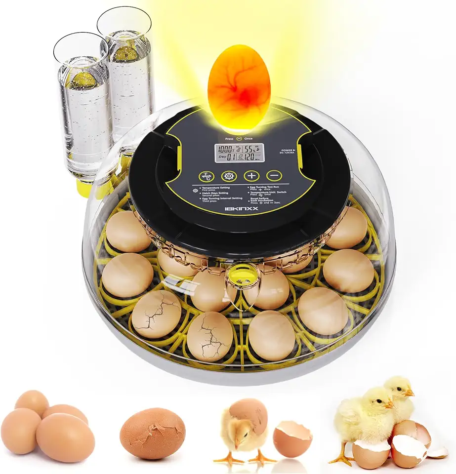 The Step-By-Step Guide To Successfully Hatching A Macaw Egg | PetShun