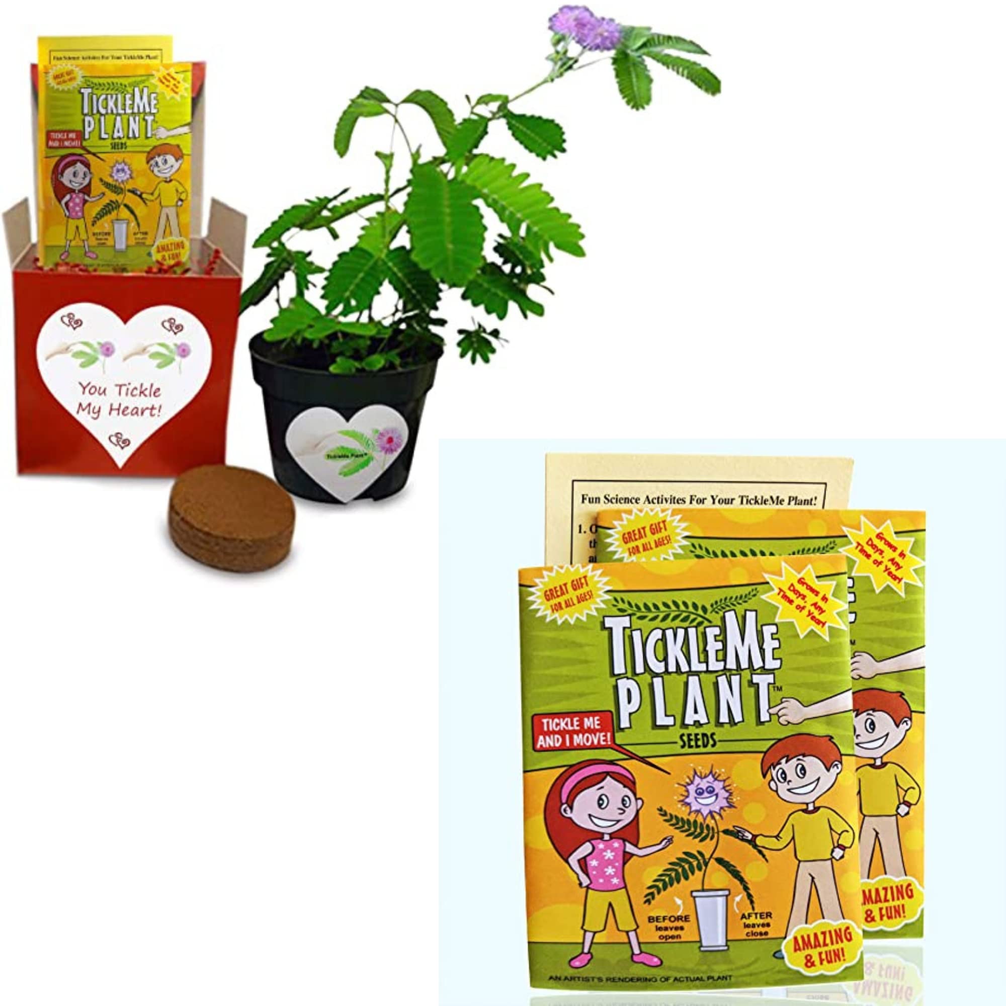 Amazon.com : Item 1 (2) TickleMe Plant Seed Packets Item 2 You Tickle ...