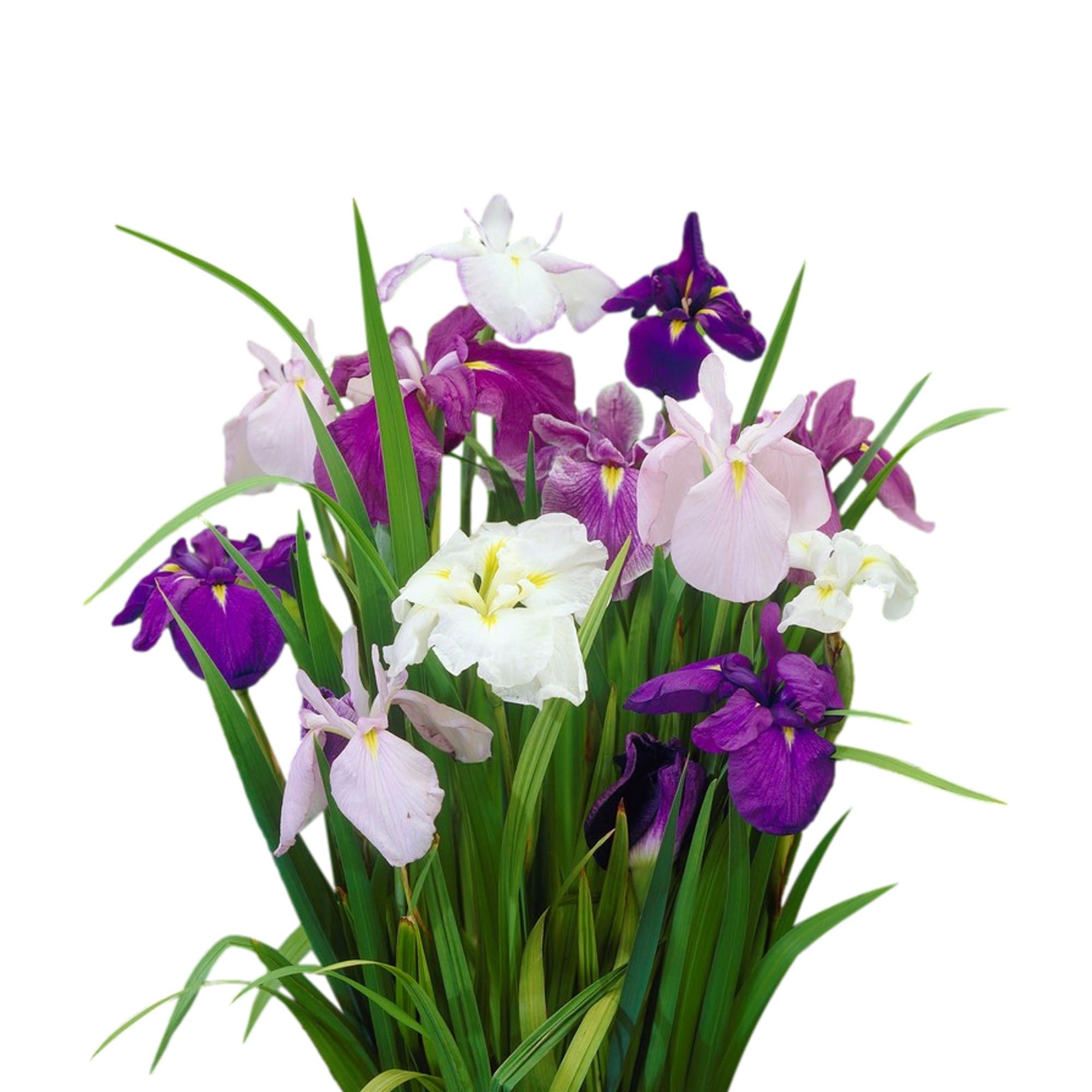 Amazon.com : Easy to Grow Japanese Iris 'Zen Garden Mix' Plant Divisions (5 Pack), Mixed Colors ...