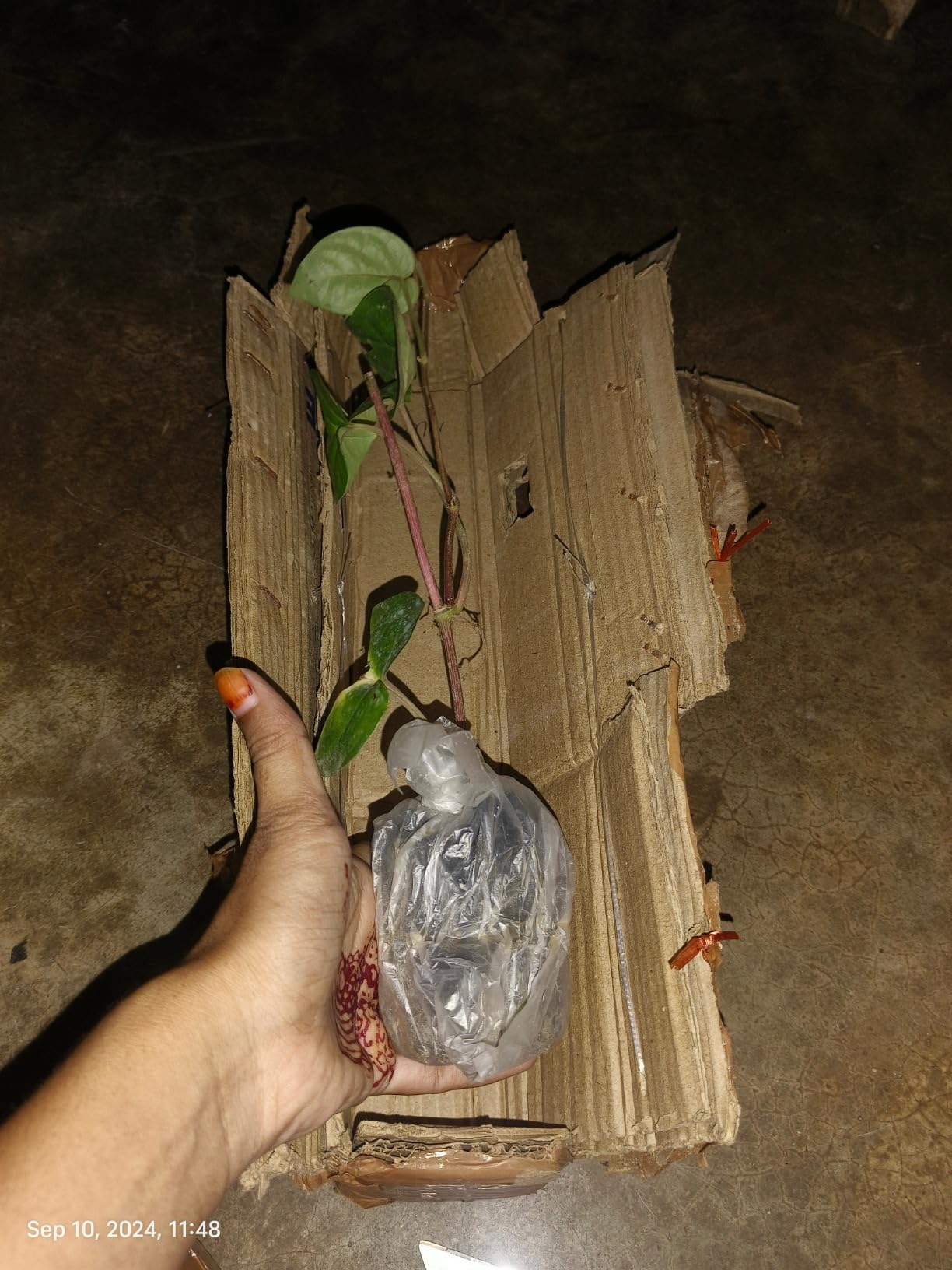 Green Colections Pan Betel Leaf (Piper betle) Live Plant | Banarasi ...