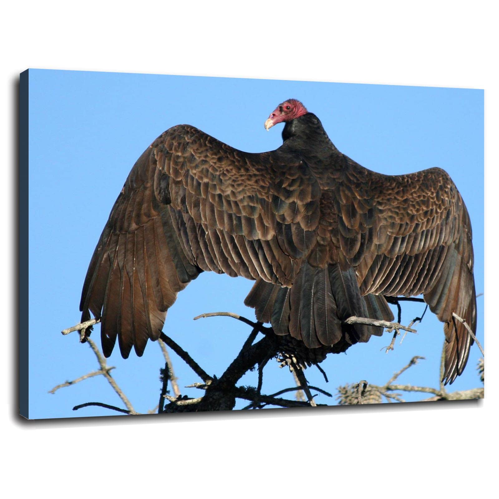 Turkey Buzzard Vs Hawk