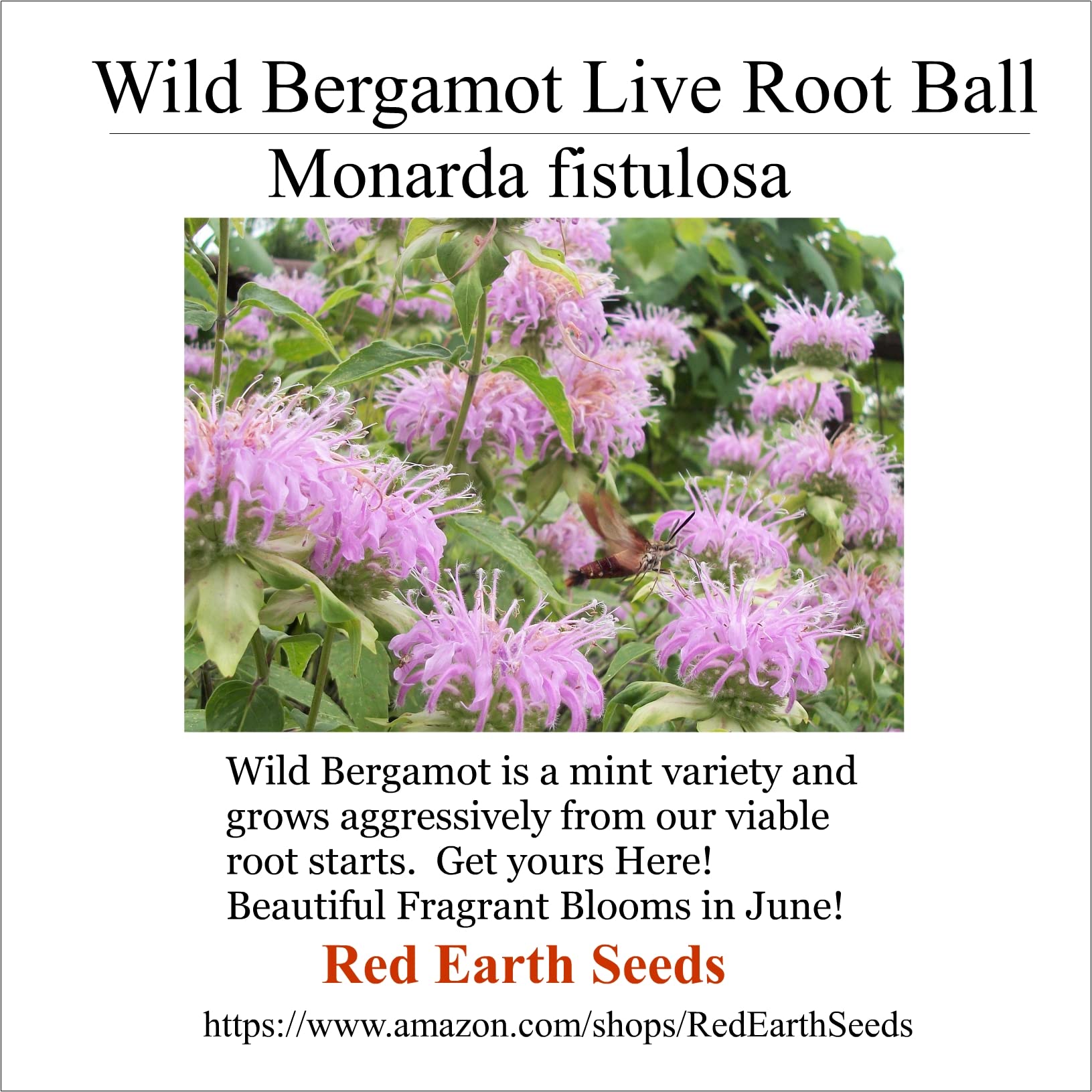 4 Best Red Bee Balm Plant | 3g of Petals or 8" Perennial Start