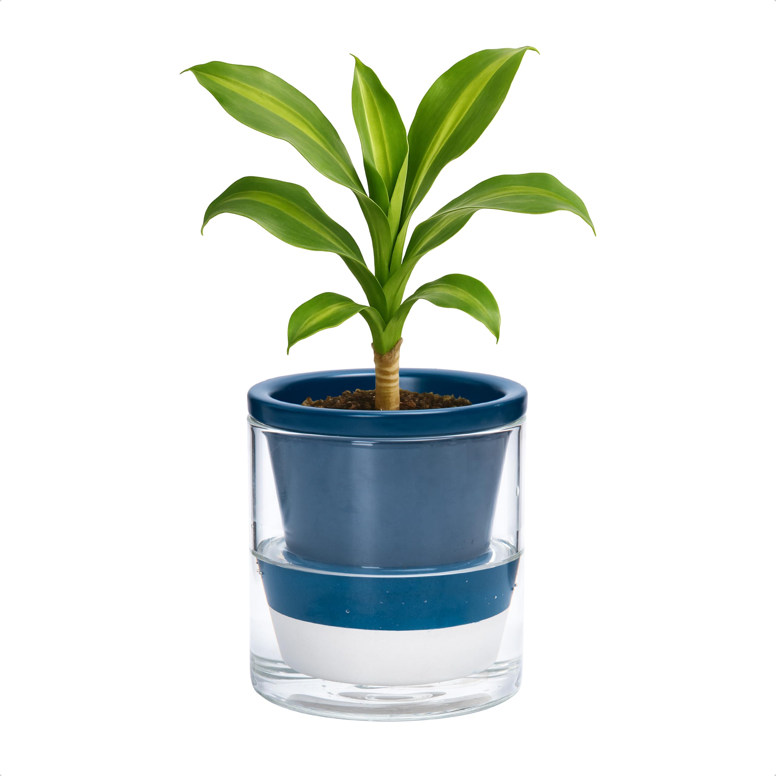 5 Best Cebu Blue Pothos | Forget The Plastic Pot