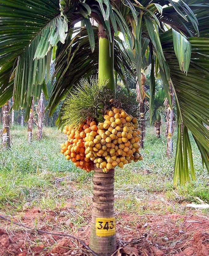 Oxygeen Hybrid Assam Areca Nut Betel nut All time 12 month Andaman ...