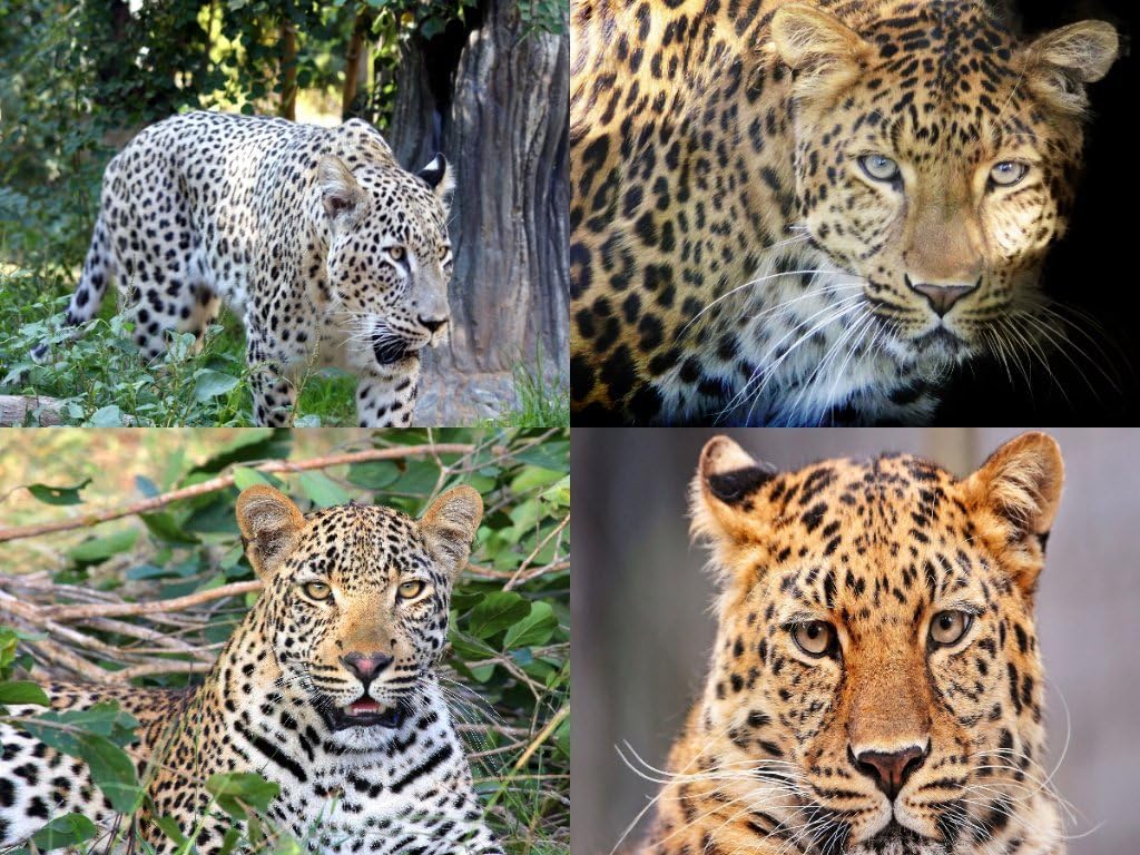 Lais Puzzle Collage leopardo 2000 piezas : Amazon.com.mx: Juguetes y Juegos